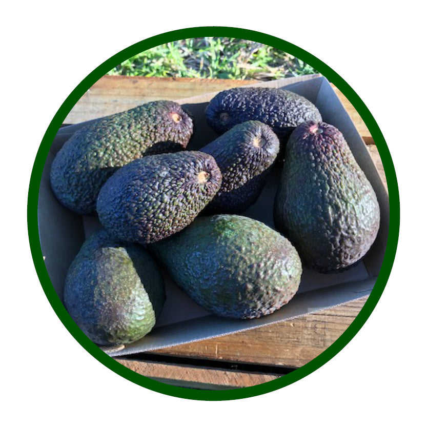 Small Box of Avocados – Adams Avocados